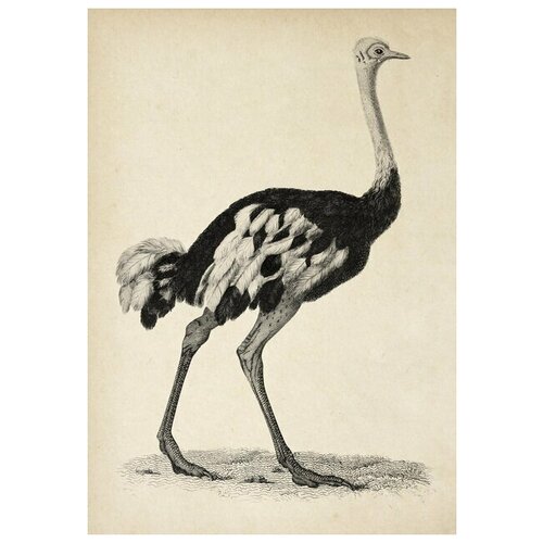 Плакат, постер на бумаге Страус. Бескилевая нелетающая птица семейства страусовых. Размер 21 х 30 см