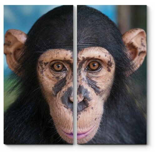 Модульная картина Очаровательный шимпанзе70x70
