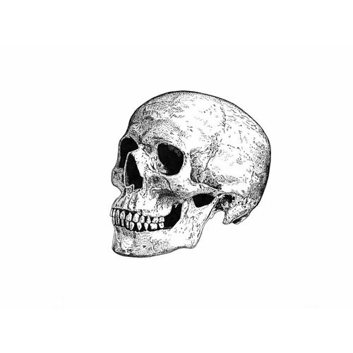 Плакат, постер на бумаге Minimal: Skull/Череп/искусство/арт/абстракция/творчество. Размер 21 х 30 см