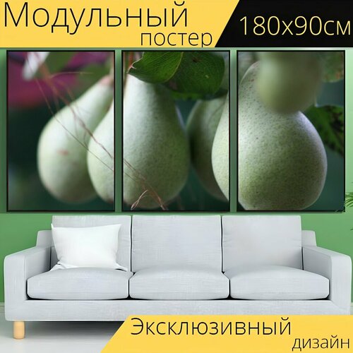 Модульный постер "Сад, фрукты, груша" 180 x 90 см. для интерьера