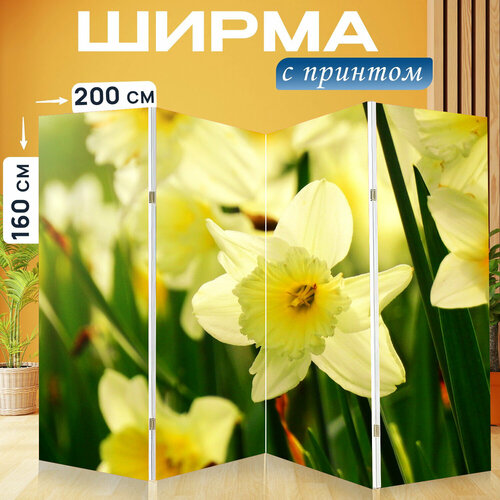 Ширма перегородка с принтом "Нарцисс, цветок, завод" на холсте - 200x160 см. для зонирования, раскладная