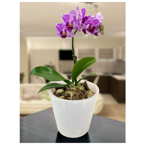Горшок Orchid Mini 1 л, 125 мм, белый перламутровый InGreen