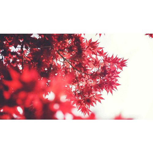 Картина на холсте 60x110 LinxOne "Листья дерево красные" интерьерная для дома / на стену / на кухню / с подрамником
