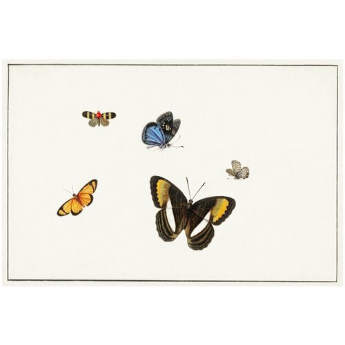 Постер / Плакат / Картина Герман Хенстенбург - Пять бабочек 40х50 см в раме