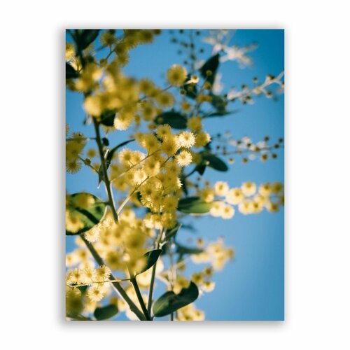 Постер цветы на бумаге / Мимоза / Размер 30 x 40 см