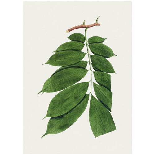Постер / Плакат / Картина Листья - Листья коричневой левканты 40х50 см в подарочном тубусе