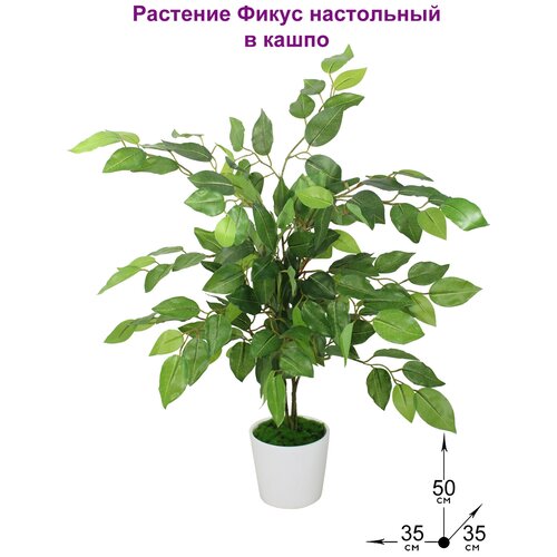 Искусственное растение Фикус настольный в кашпо 50см от ФитоПарк
