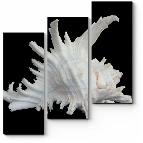 Модульная картина Морская раковина60x64