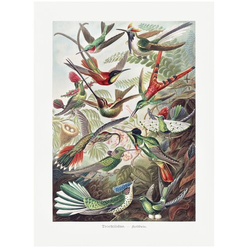 Постер / Плакат / Картина Райские птицы 60х90 см в подарочном тубусе