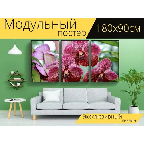 Модульный постер "Орхидея, орхидные, цветок" 180 x 90 см. для интерьера