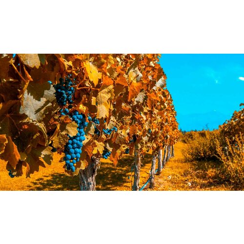 Картина на холсте 60x110 Альянс Лес "Осень виноградник небо кусты" на подрамнике / интерьер/ декор