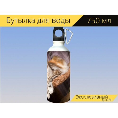Бутылка фляга для воды "Кошка, пушистая кошка, домашнее животное" 750 мл. с карабином и принтом
