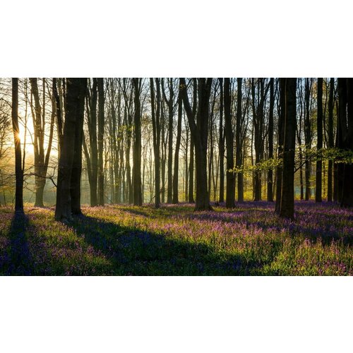 Картина на холсте 60x110 LinxOne "Утро свет лес весна" интерьерная для дома / на стену / на кухню / с подрамником