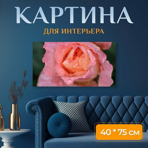 Картина на холсте "Роза, цветок, розы цветы" на подрамнике 75х40 см. для интерьера