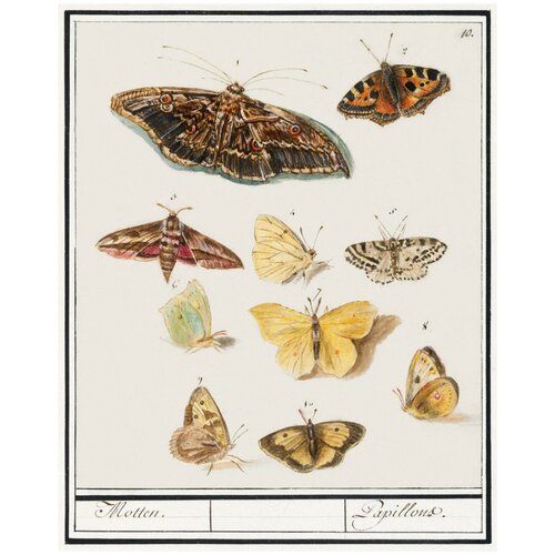 Постер / Плакат / Картина Многообразие бабочек 50х70 см в подарочном тубусе