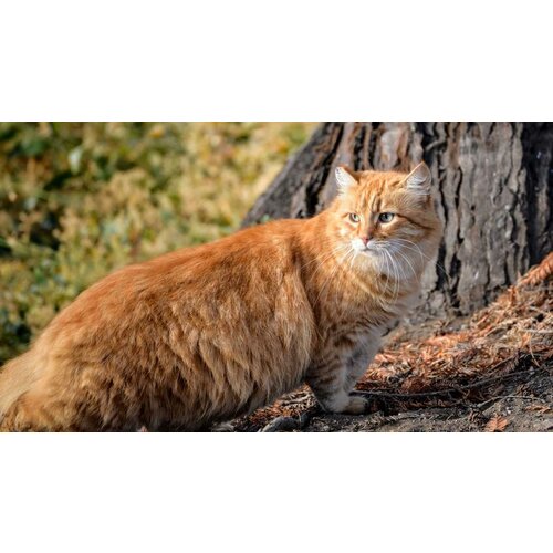 Картина на холсте 60x110 LinxOne "Котэ рыжий кот пушистый" интерьерная для дома / на стену / на кухню / с подрамником