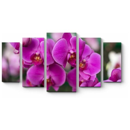Модульная картина Прекрасные и нежные орхидеи 100x55