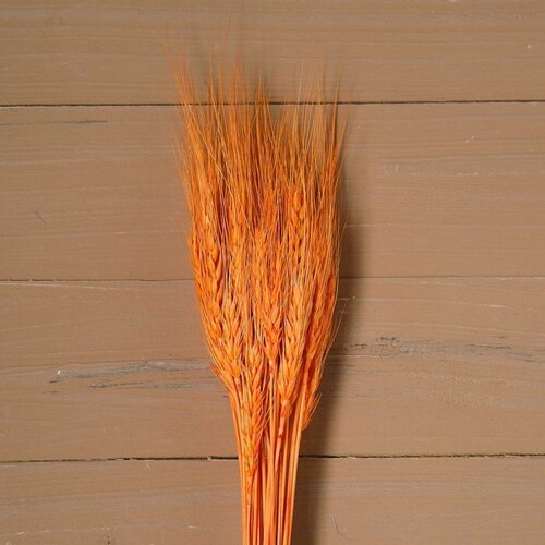 Сухой колос пшеницы, набор 50 шт, цвет оранжевый (комплект из 3 шт)