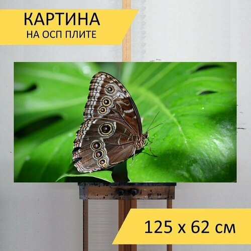 Картина на ОСП 125х62 см. "Природа, бабочка, насекомое" горизонтальная, для интерьера, с креплениями