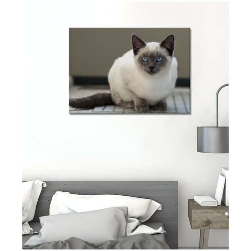 Картина - кошка, сиамская кошка, домашняя кошка, ласковая кошка, короткошерстная кошка, кот (99) 60х80