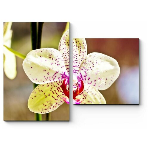 Модульная картина Тигровая орхидея 100x75