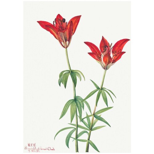 Постер / Плакат / Картина Дикие цветы - Древесная лилия 50х70 см в подарочном тубусе
