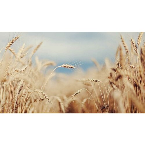 Картина на холсте 60x110 LinxOne "Пшеница поле" интерьерная для дома / на стену / на кухню / с подрамником