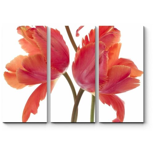 Модульная картина Распустившиеся тюльпаны 60x43