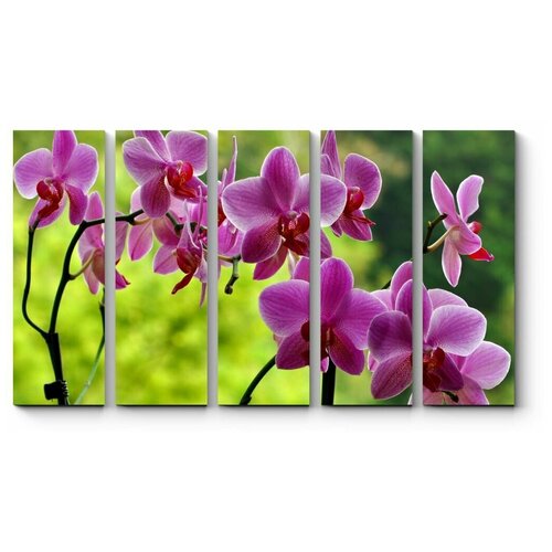 Модульная картина Неподражаемые орхидеи 150x90