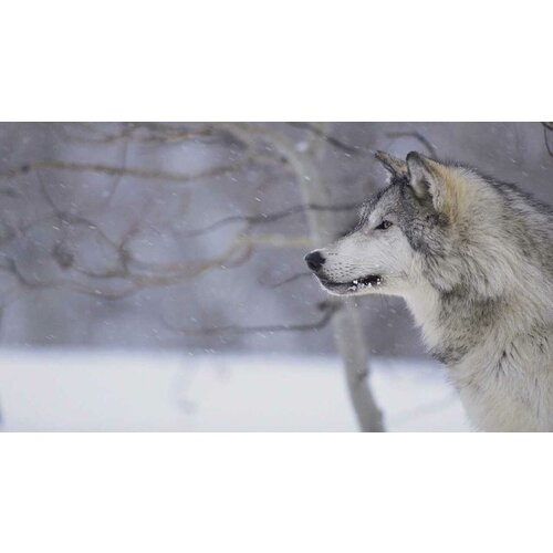 Картина на холсте 60x110 LinxOne "Волк во время снежной бури" интерьерная для дома / на стену / на кухню / с подрамником