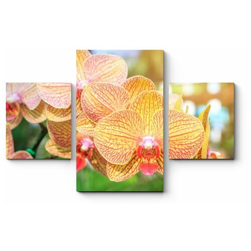 Модульная картина Тайская орхидея 120x78