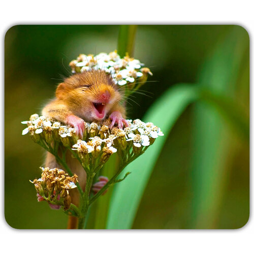 Коврик для мыши "Радостная полевая мышка" (24 x 20 см x 3 мм)