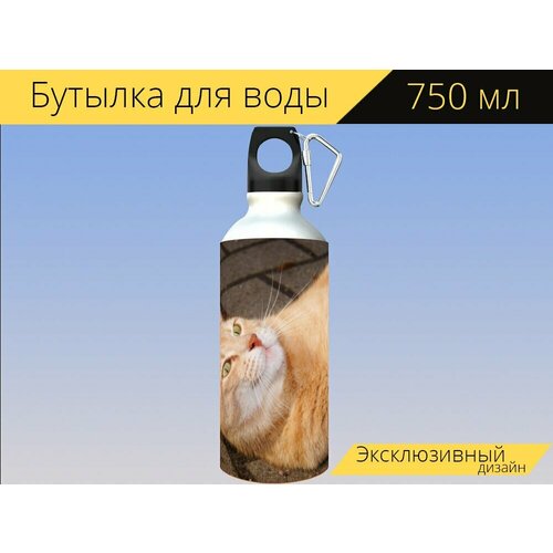 Бутылка фляга для воды "Кот, женский, триколор" 750 мл. с карабином и принтом