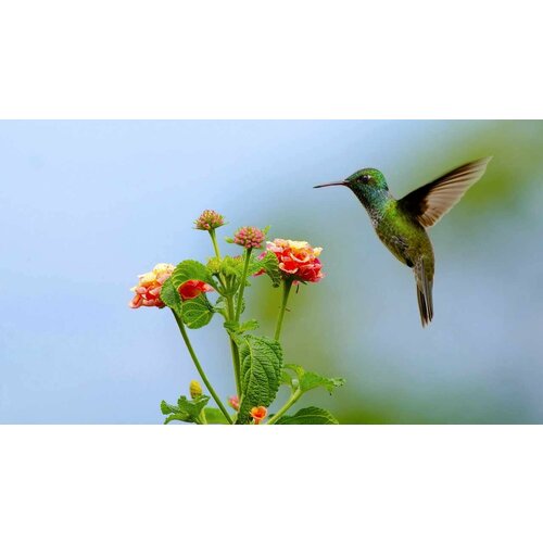 Картина на холсте 60x110 LinxOne "Цветы листья птица колибри" интерьерная для дома / на стену / на кухню / с подрамником
