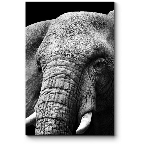 Модульная картина Портрет слона60x90