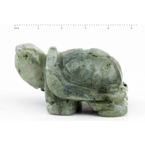 Черепаха лабрадор. №00285з
