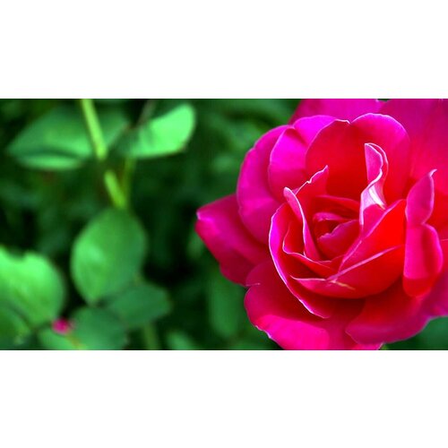 Картина на холсте 110x60 LinxOne "Природа цветок макро роза красный" интерьерная для дома / на стену / на кухню / с подрамником