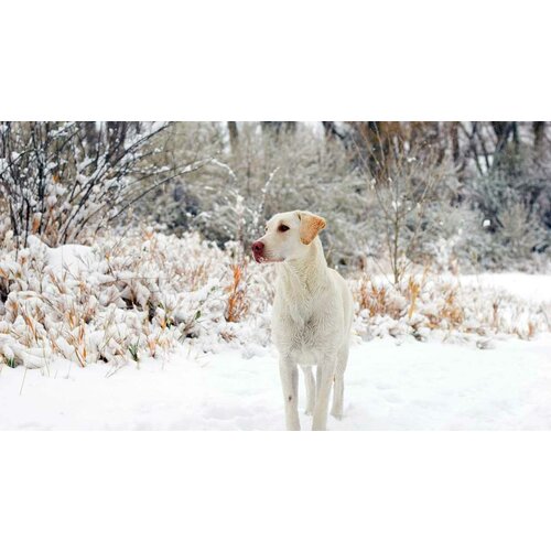 Картина на холсте 60x110 LinxOne "Собака зима друг" интерьерная для дома / на стену / на кухню / с подрамником