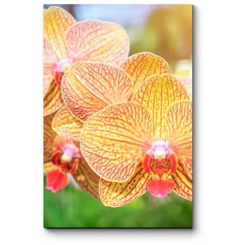 Модульная картина Тайская орхидея 50x75