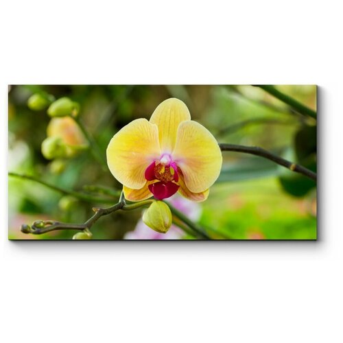 Модульная картина Тропическая орхидея, цветущая в летнем саду 110x55
