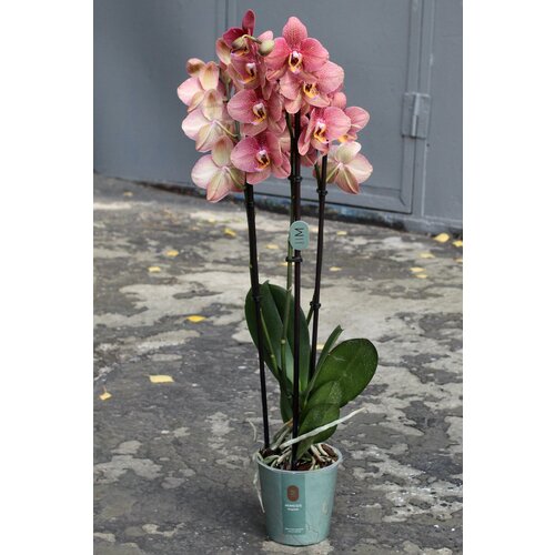 Орхидея Фаленопсис Toulon (D-12 H-60)