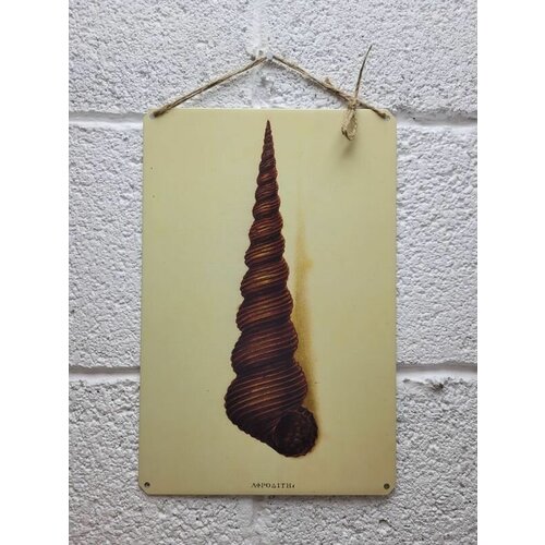 Ракушки постер 20 на 30 см, шнур-подвес в подарок