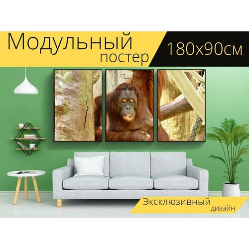 Модульный постер "Орангутанг, животное, дикая природа" 180 x 90 см. для интерьера