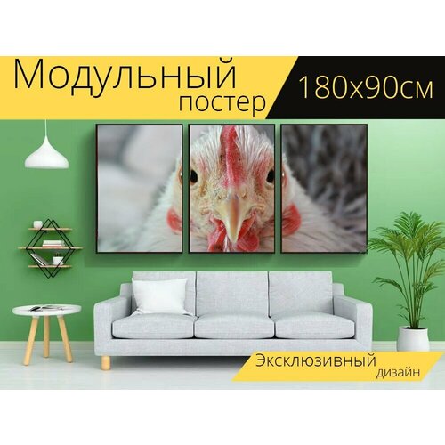 Модульный постер "Курица, птица, кохин" 180 x 90 см. для интерьера