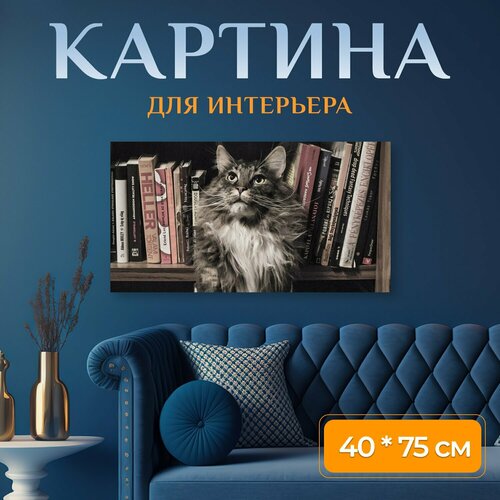 Картина на холсте "Мейн кун, кошка, книжная полка" на подрамнике 75х40 см. для интерьера
