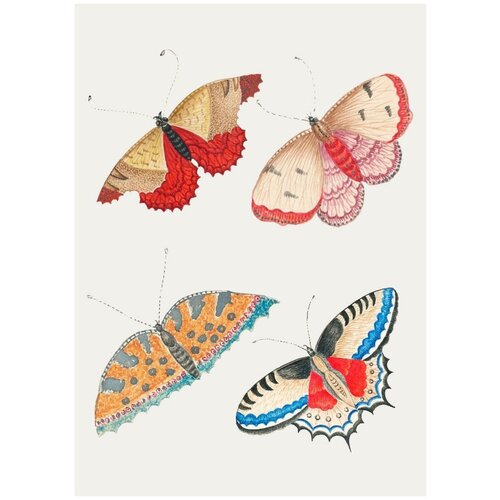 Постер / Плакат / Картина Бабочки - Нежные бабочки 40х50 см в раме