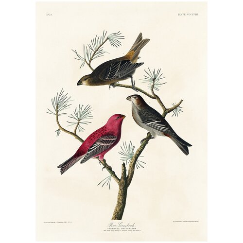 Постер / Плакат / Картина Птицы Америки 50х70 см в раме
