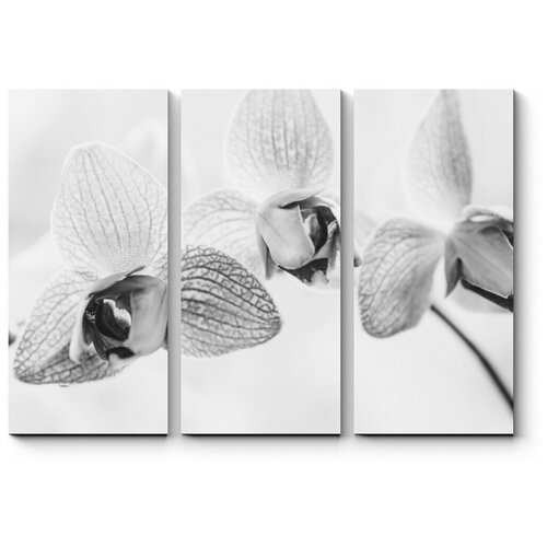 Модульная картина Черно-белые орхидеи 90x65