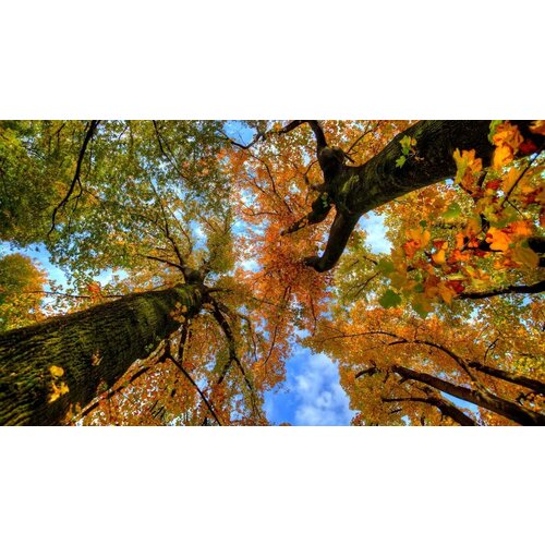 Картина на холсте 60x110 Альянс Лес "Осень небо ствол листья деревья" на подрамнике / интерьер/ декор