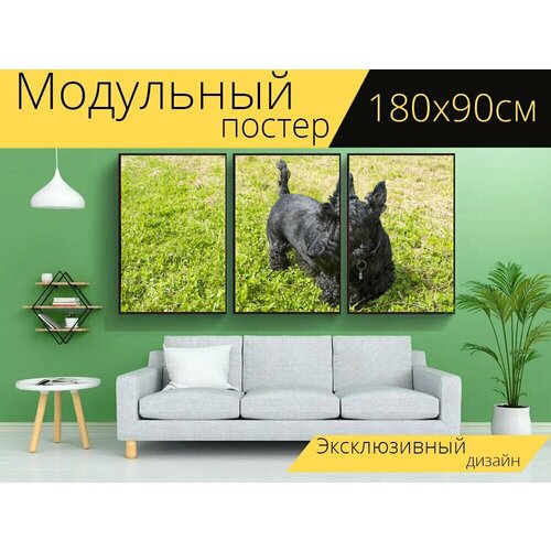 Модульный постер "Собака, терьер, шотландский терьер" 180 x 90 см. для интерьера